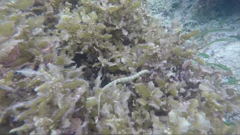 Scribbled pipefish, underwater close up ... | Stock Video | Pond5