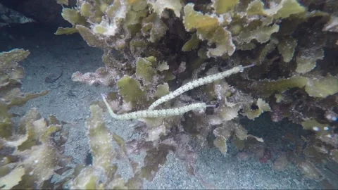 Scribbled pipefish, underwater close up ... | Stock Video | Pond5