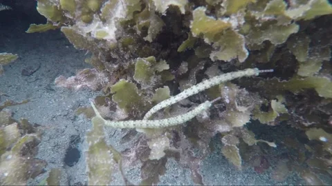 Scribbled pipefish, underwater close up ... | Stock Video | Pond5