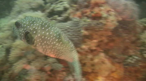 Scribbled puffer, arothron mappa on a re... | Stock Video | Pond5