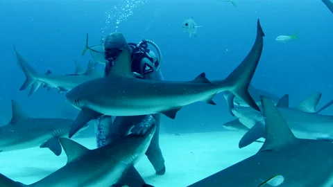 Scuba diver amid shiver of sharks in wat... | Stock Video | Pond5