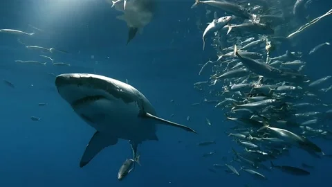 A scuba diver encounters an apex predato... | Stock Video | Pond5