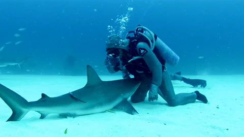 Scuba diver kissing shark on ocean floor... | Stock Video | Pond5