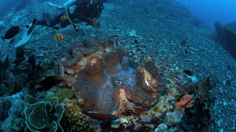 Scuba diver looking at giant clam on oce... | Stock Video | Pond5