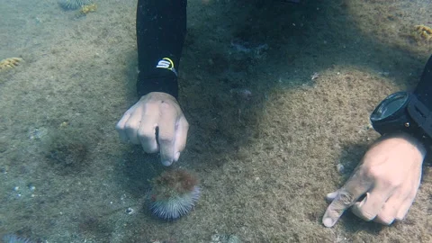 Scuba diver plays with spikey sea urchin... | Stock Video | Pond5