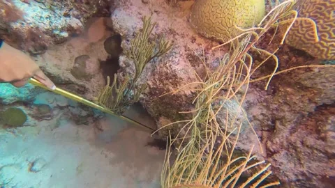 Spear Fishing Scuba Stock Footage ~ Royalty Free Stock Videos | Pond5