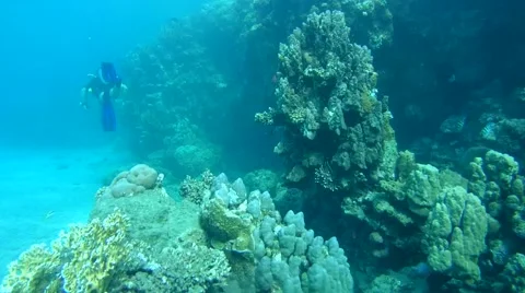 Scuba diver swim in the blue water near ... | Stock Video | Pond5