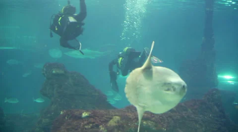 Shark Tank Sharfks Stock Videos – Royalty-Free HD & 4K Videos | Page 5