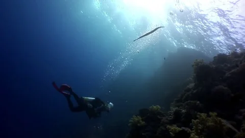 Scuba diving in coral reef relax underwa... | Stock Video | Pond5