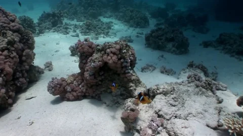 Scuba diving in coral reef relax underwa... | Stock Video | Pond5