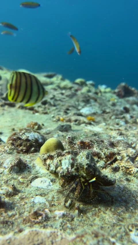 Diving Reel Stock Videos – Royalty-Free HD & 4K Videos