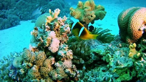 Scuba diving in the Red Sea Marine life ... | Stock Video | Pond5