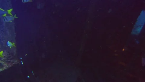 Diving Swim Through Stock Videos – Royalty-Free HD & 4K Videos | Pond5