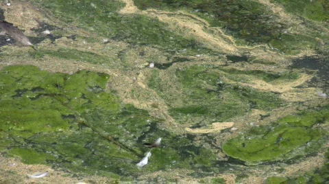 Scum Stock Video Footage | Royalty Free Scum Videos | Pond5