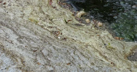 Scum from water pollution floating on th... | Stock Video | Pond5