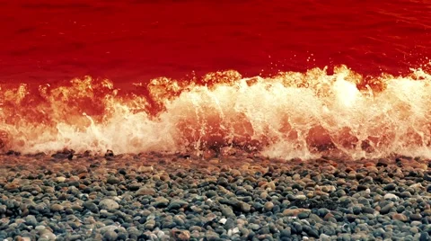 Murderer Whale Stock Footage ~ Royalty Free Stock Videos | Pond5