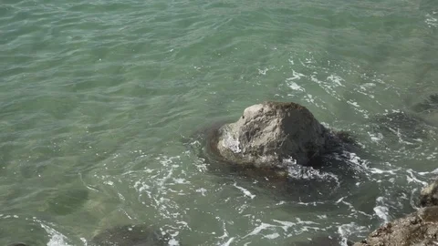 Sea Breeze Animal Stock Videos – Royalty-Free HD & 4K Videos