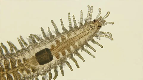 Ciliary Stock Videos – Royalty-Free HD & 4K Videos