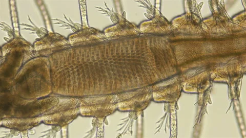 Ciliary Stock Videos – Royalty-Free HD & 4K Videos