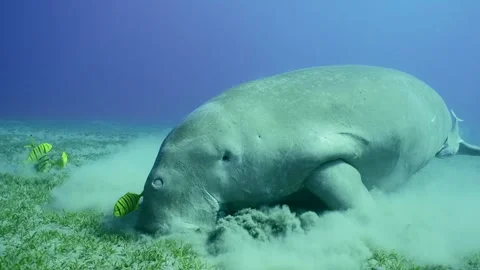 Sea Cow Stock Footage ~ Royalty Free Stock Videos | Page 9