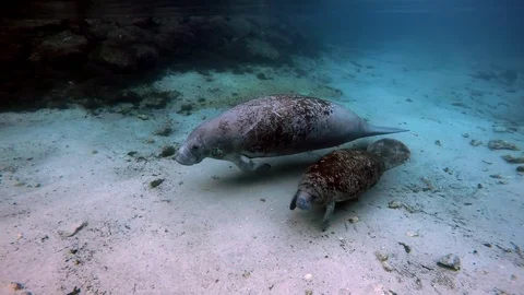 Sea cow manatee and calf underwater in C... | Stock Video | Pond5