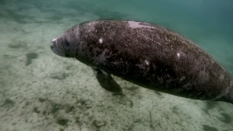 Sea cow manatee underwater in Crystal Ri... | Stock Video | Pond5