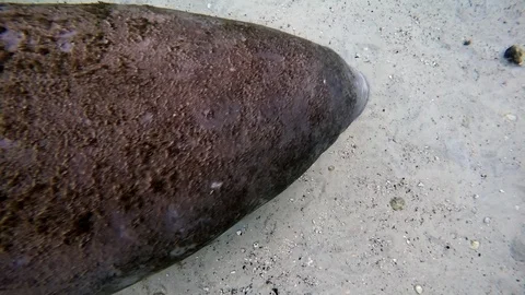 Sea cow manatee underwater in Crystal Ri... | Stock Video | Pond5