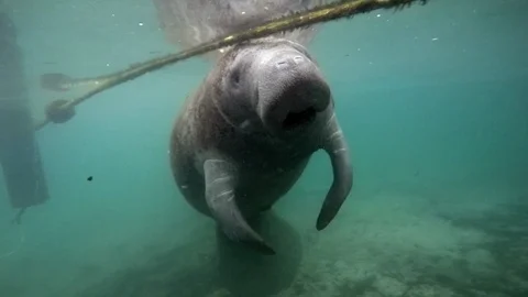 Sea cow manatee underwater in Crystal Ri... | Stock Video | Pond5