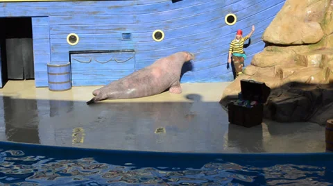 Sea cow. The sea cow leaves from a scene... | Stock Video | Pond5
