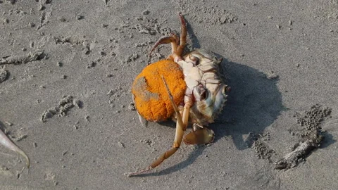 A sea crab lying upside down with a bell... | Stock Video | Pond5