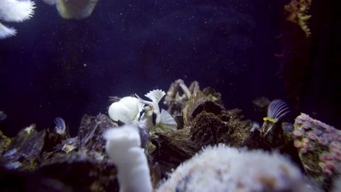 Deep Sea Creatures Stock Footage ~ Royalty Free Stock Videos | Pond5