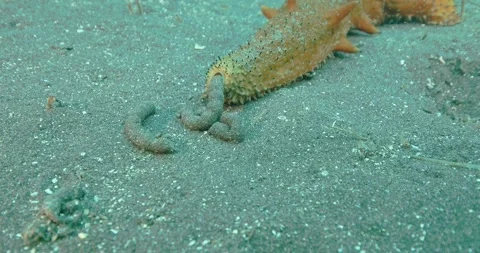 Sea cucumber excreting sand waste | Stock Video | Pond5