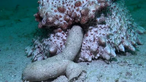 Sea Cucumber (Thelenota anax) Pooping Sa... | Stock Video | Pond5