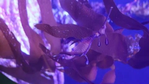 Swimming Dragon Stock Videos – Royalty-Free HD & 4K Videos