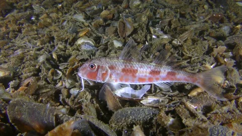 Mullet Fish Stock Footage ~ Royalty Free Stock Videos | Pond5