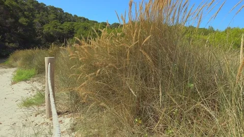 Sea Grass Rope Stock Videos – Royalty-Free HD & 4K Videos