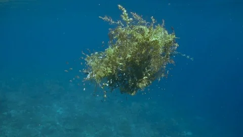 Sea grass floating in the surface full o... | Stock Video | Pond5