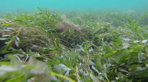 Sea Grass or Nymph Amphibolis antarctica... | Stock Video | Pond5