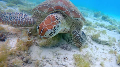 A sea hawk turtle biting algae on sandy ... | Stock Video | Pond5