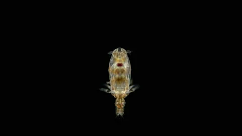 sea lice under the microscope, larvae ar... | Stock Video | Pond5