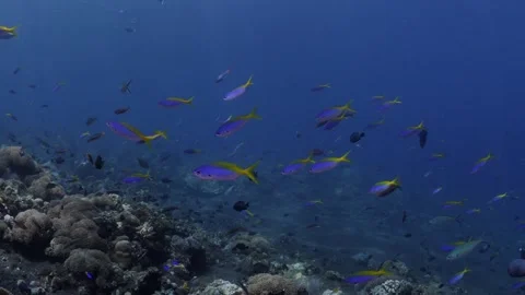 Sea life of Bali reefs | Stock Video | Pond5