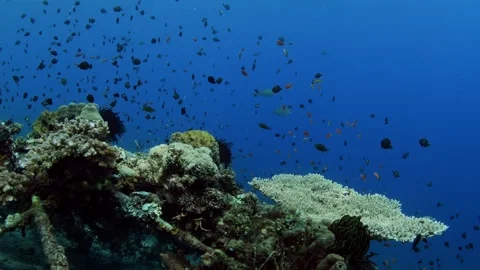Sea life of coral reefs | Stock Video | Pond5