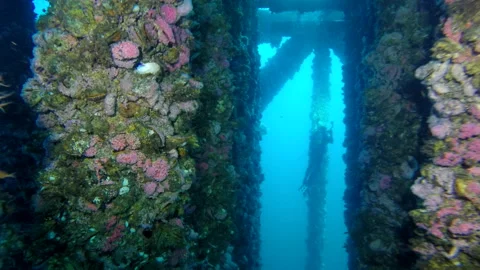 Sea life growing artificial reef oil rig... | Stock Video | Pond5