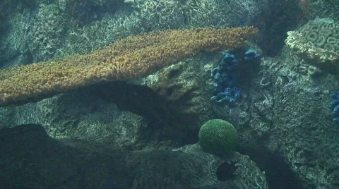 Sea Life Sharks Fish Reef Jelly fish and... | Stock Video | Pond5