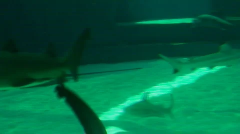 Sea Life Sharks Fish Reef Jelly fish and... | Stock Video | Pond5