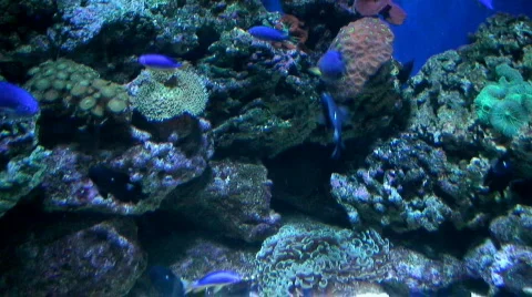 Sea Life Sharks Fish Reef Jelly fish and... | Stock Video | Pond5