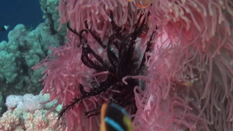 Sea lily on background red corals underw... | Stock Video | Pond5