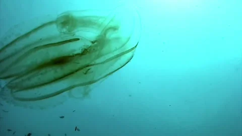 Sea lily in underwater marine biodiversi... | Stock Video | Pond5