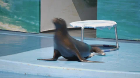 Dancing Lion Stock Video Footage | Royalty Free Dancing Lion Videos | Pond5