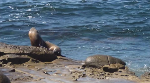 Cool Surf Stock Videos – Royalty-Free HD & 4K Videos | Pond5